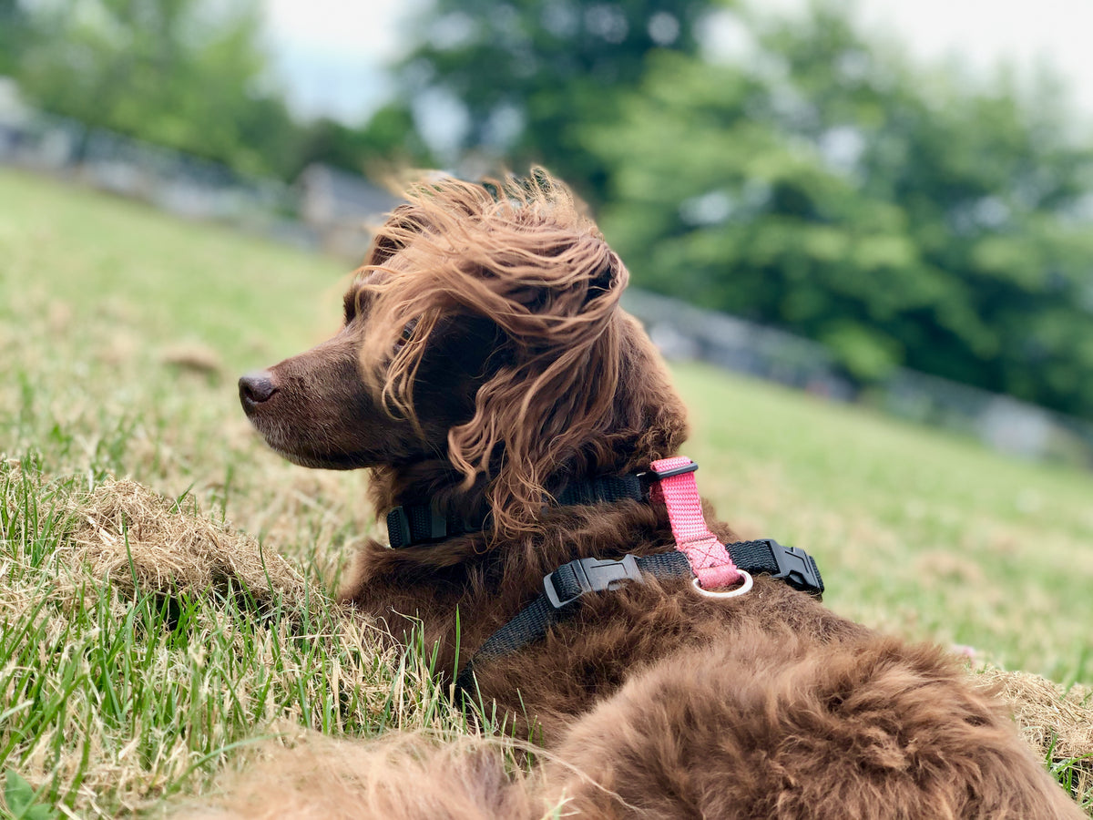 Grisha Stewart Online Store for Dog Training Products That Empower!