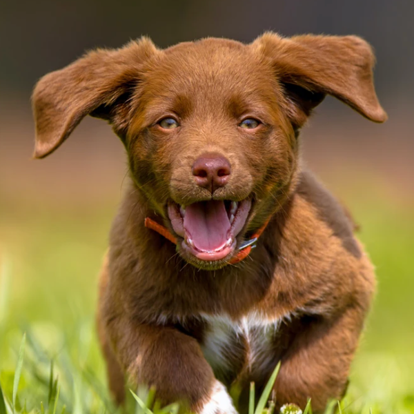 Empowered Puppy Raising Online Course - Grisha Stewart Dog Store